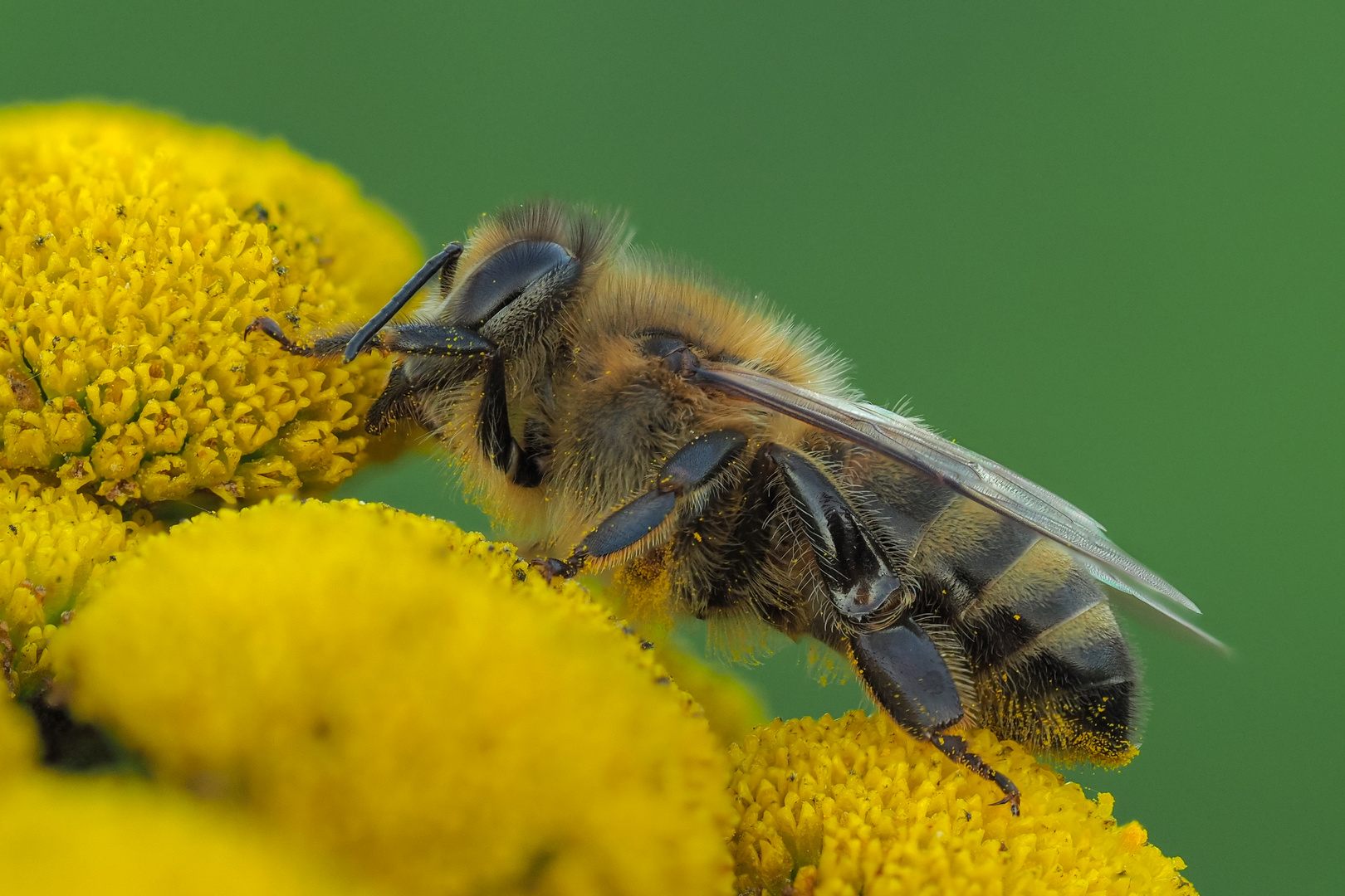 Biene Foto & Bild | natur, insekten, tiere Bilder auf fotocommunity