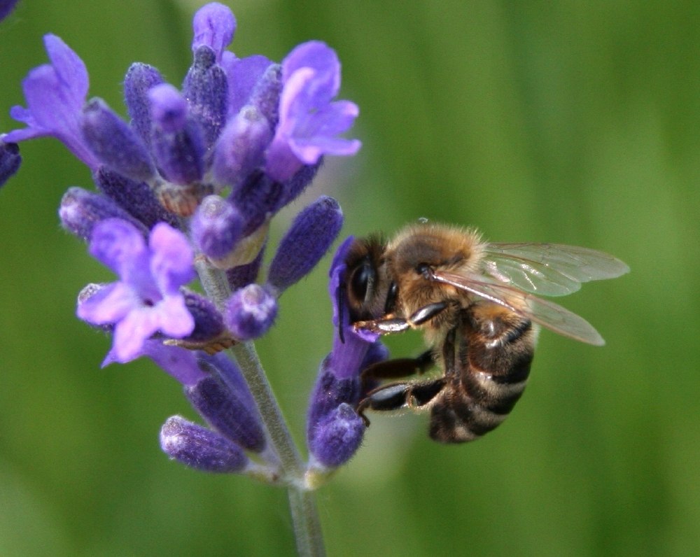 Biene Foto & Bild | tiere, wildlife, insekten Bilder auf fotocommunity