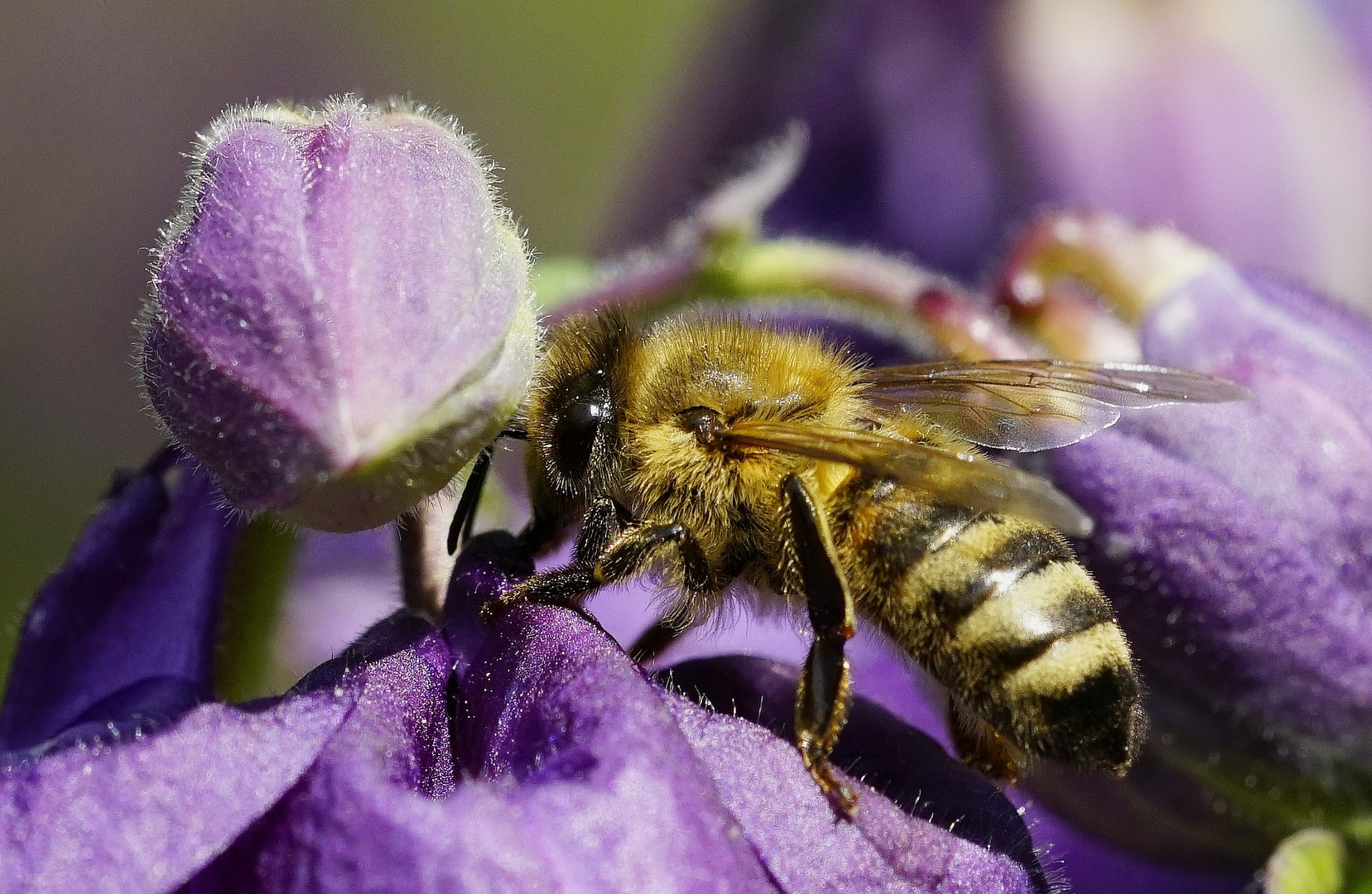 Biene. Foto & Bild | tiere, wildlife, insekten Bilder auf fotocommunity