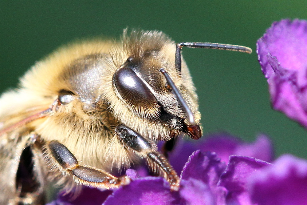 Biene Foto & Bild | tiere, wildlife, insekten Bilder auf fotocommunity
