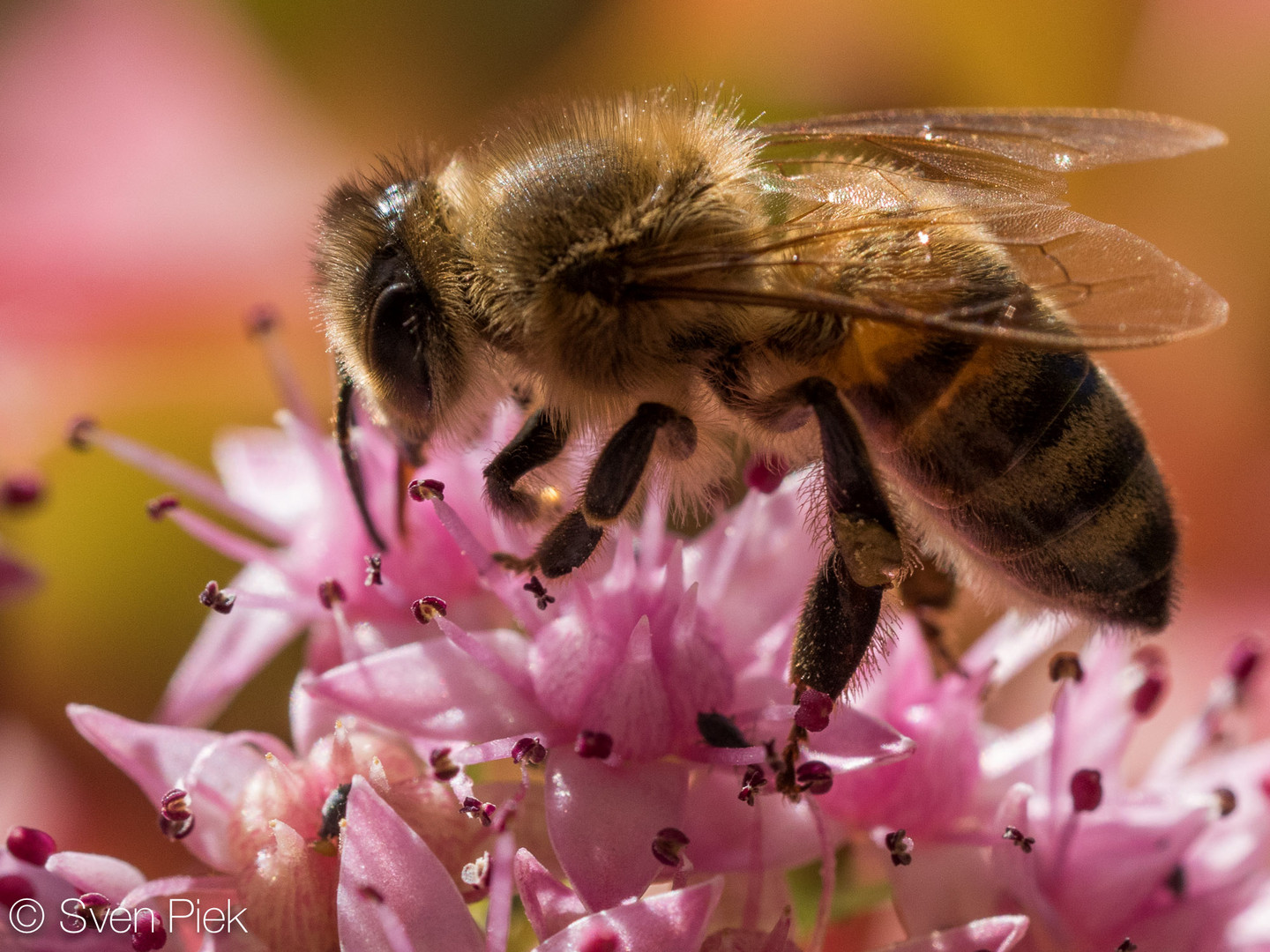 Biene Foto & Bild | tiere, wildlife, insekten Bilder auf fotocommunity