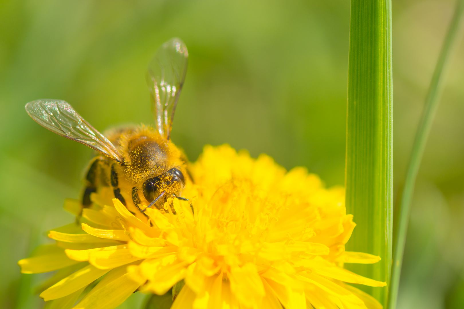 Biene Foto & Bild | natur-makros, natur-kreativ, aufnahmetechniken ...