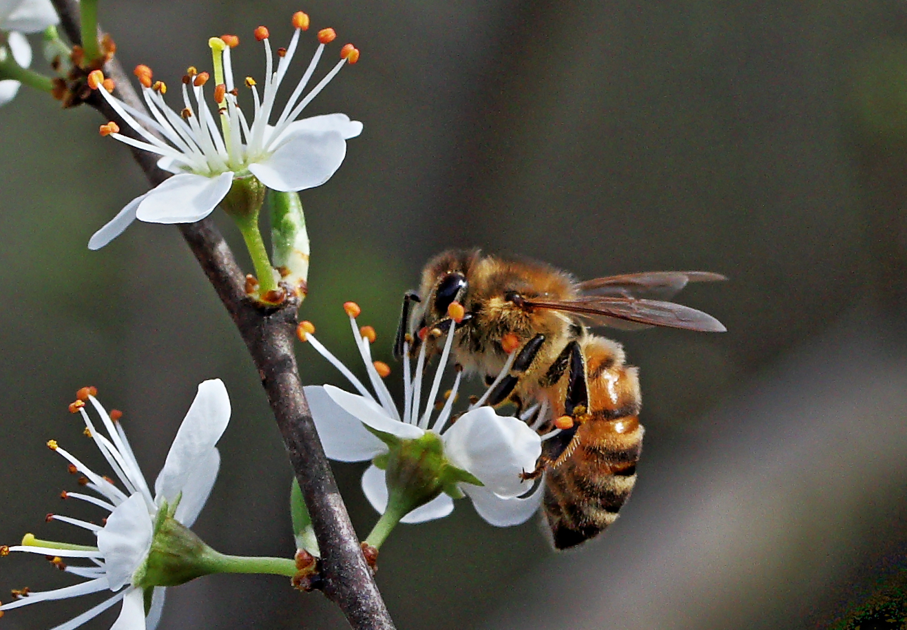 Biene Foto & Bild | tiere, wildlife, insekten Bilder auf fotocommunity