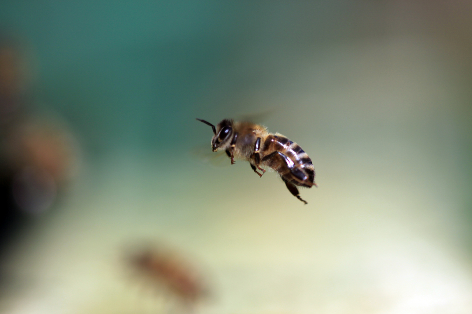 Biene Foto & Bild | sommer, frühling, natur Bilder auf fotocommunity