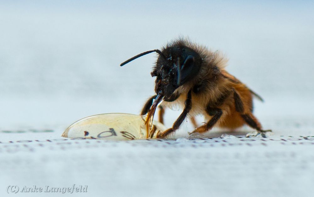 Biene Foto & Bild | tiere, natur, wildlife Bilder auf fotocommunity