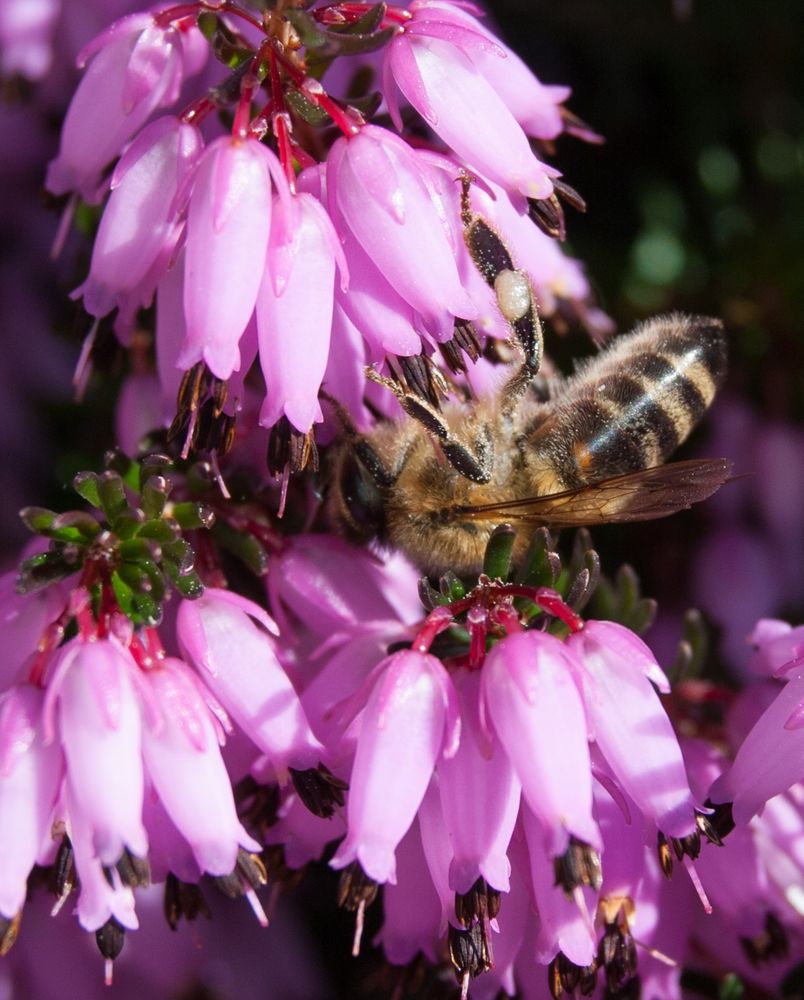 Biene an Blüte 2 Foto & Bild | fotos, nikon, makro Bilder auf fotocommunity