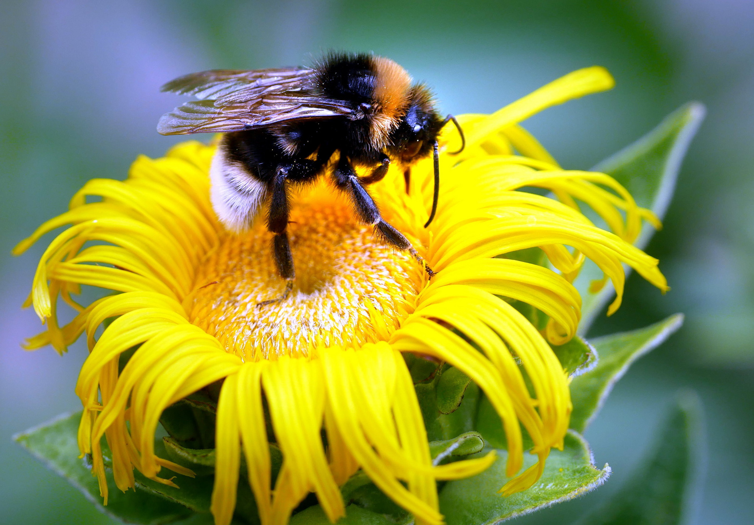 Biene an Blüte Foto & Bild | nah- & makro, tiere, wildlife Bilder auf ...