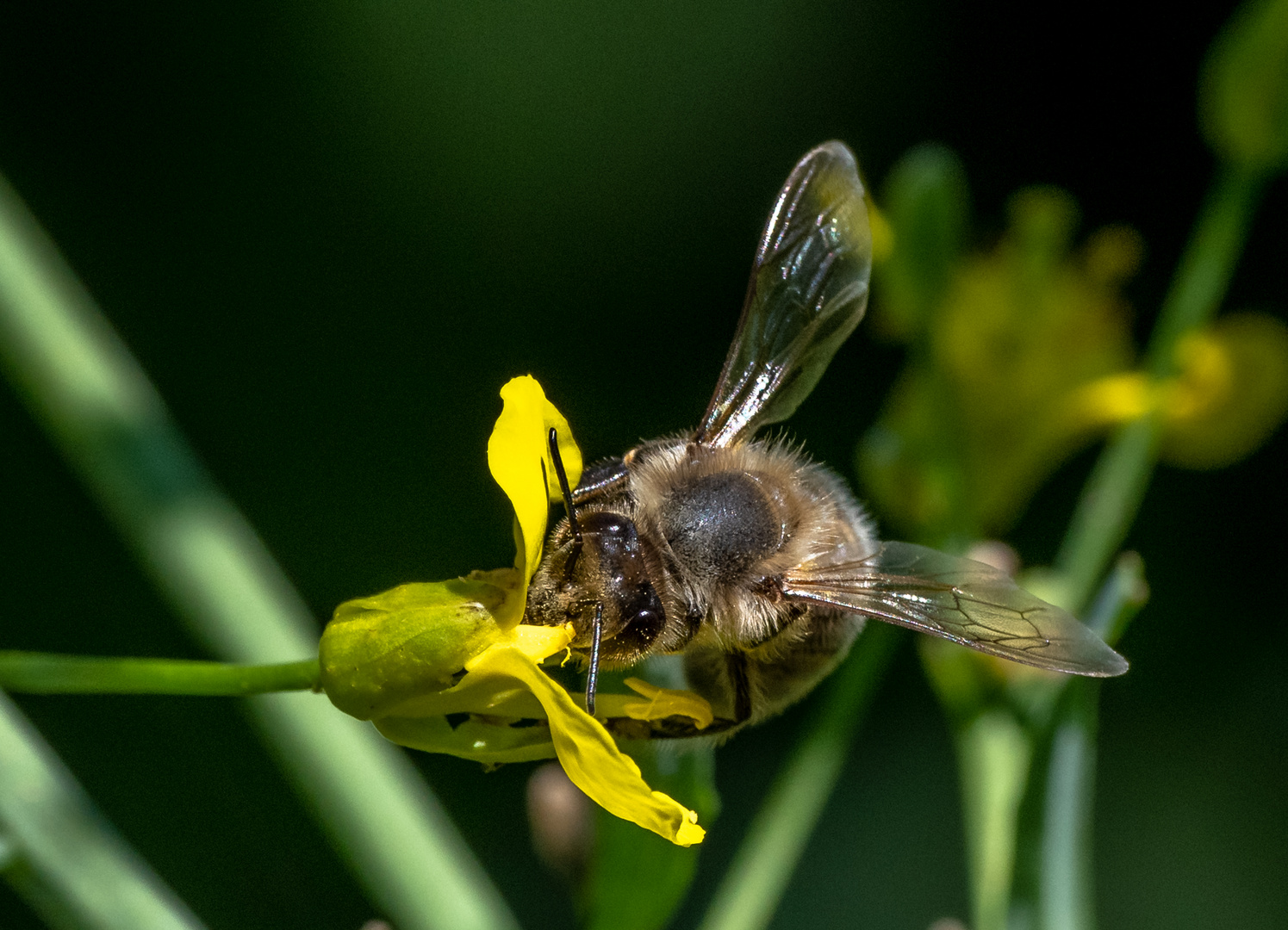 Biene auf Blüte Foto & Bild | fotos, natur, macro Bilder auf fotocommunity