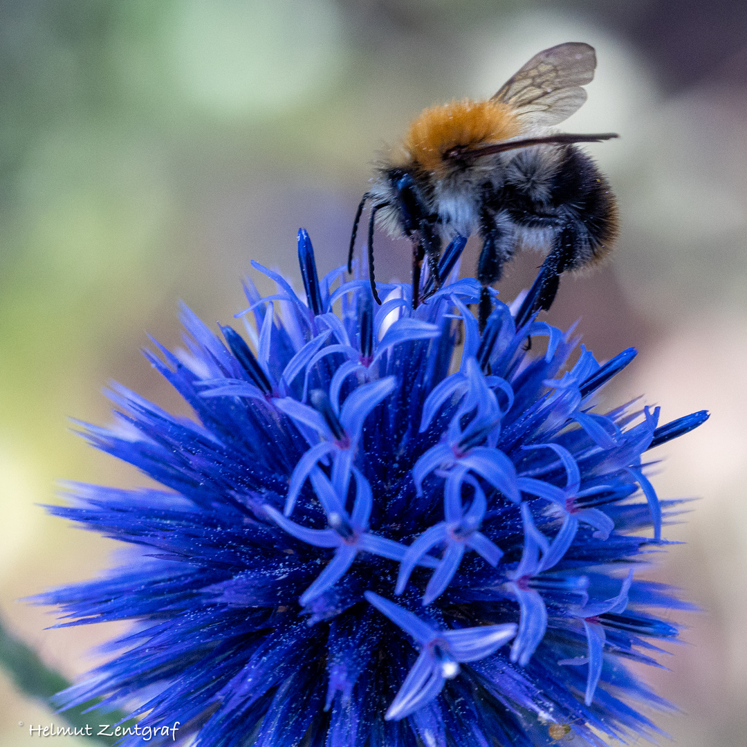 Biene auf Blüte Foto & Bild | tiere, wildlife, insekten Bilder auf ...