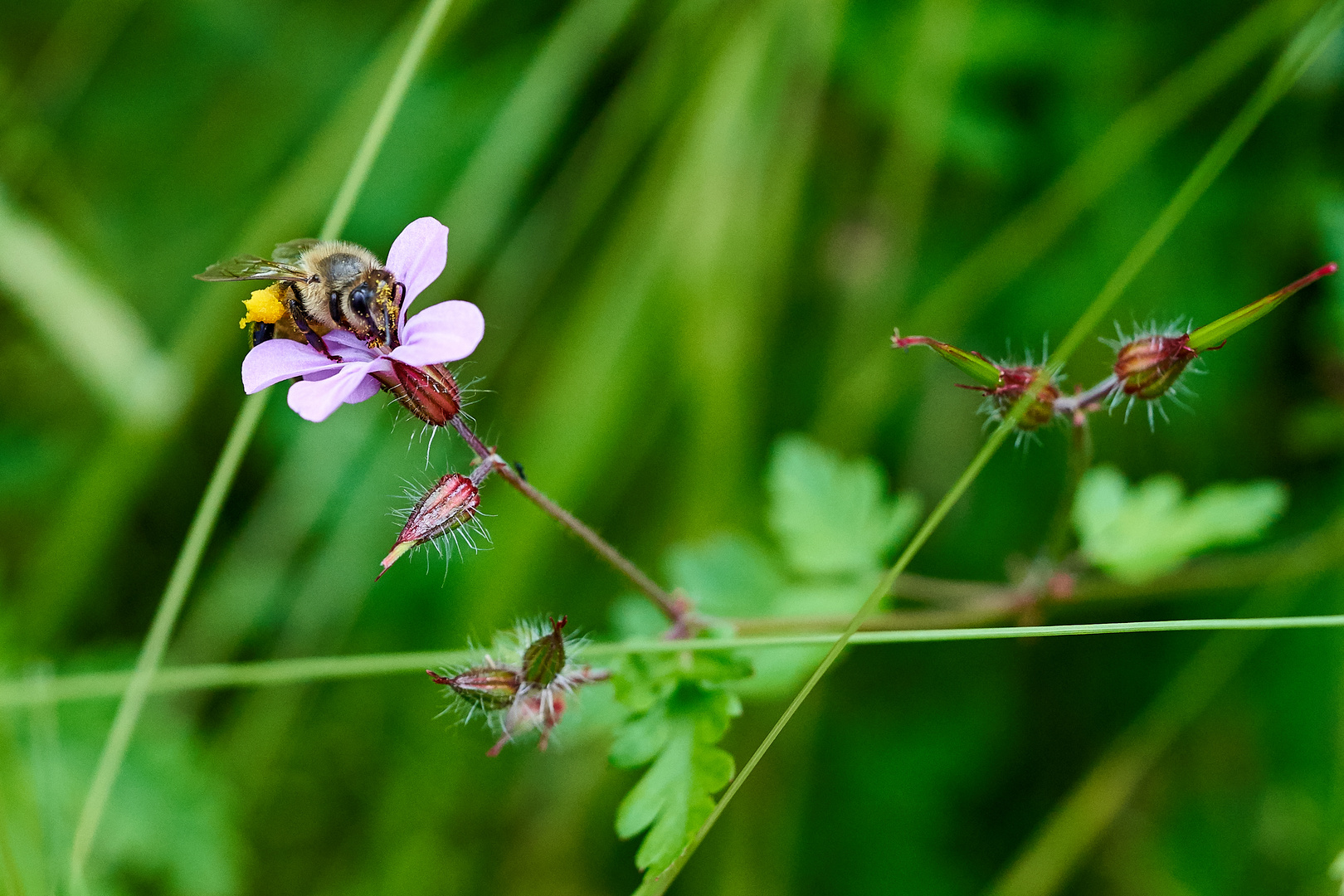 Biene auf Blume Foto & Bild | natur, pflanzen, blüten Bilder auf ...