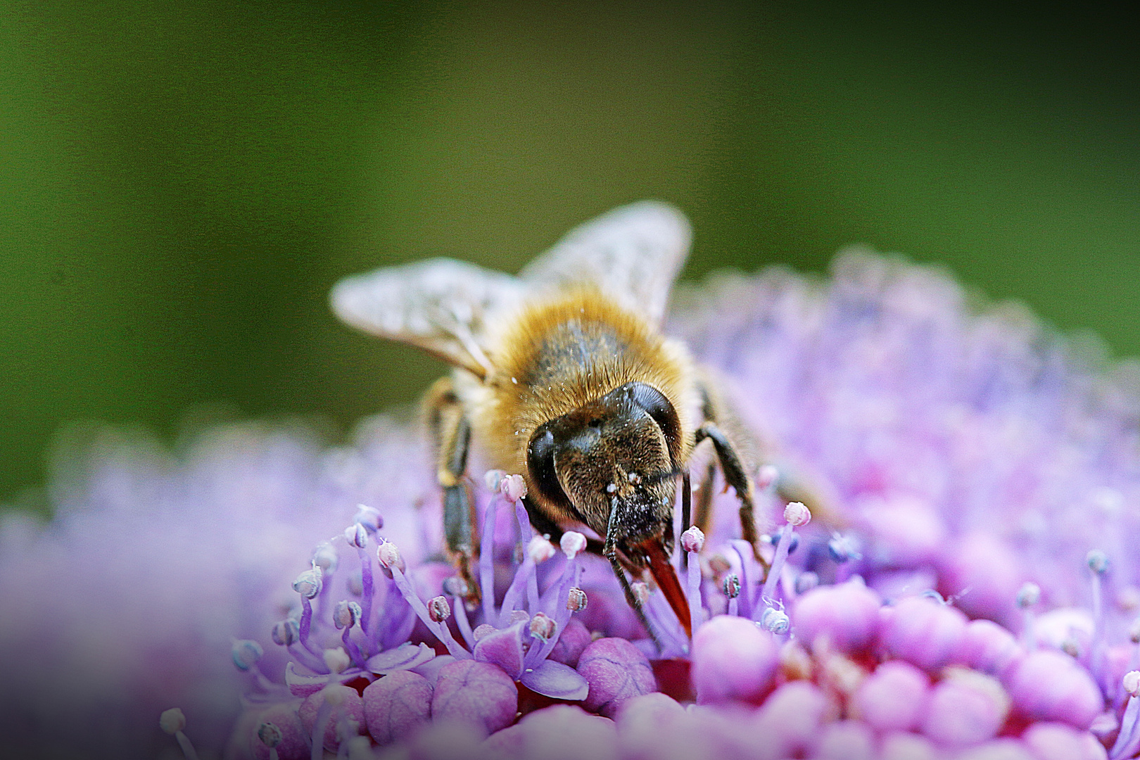 Biene auf der Samthortensie Foto & Bild | natur, blüten, fliege Bilder ...