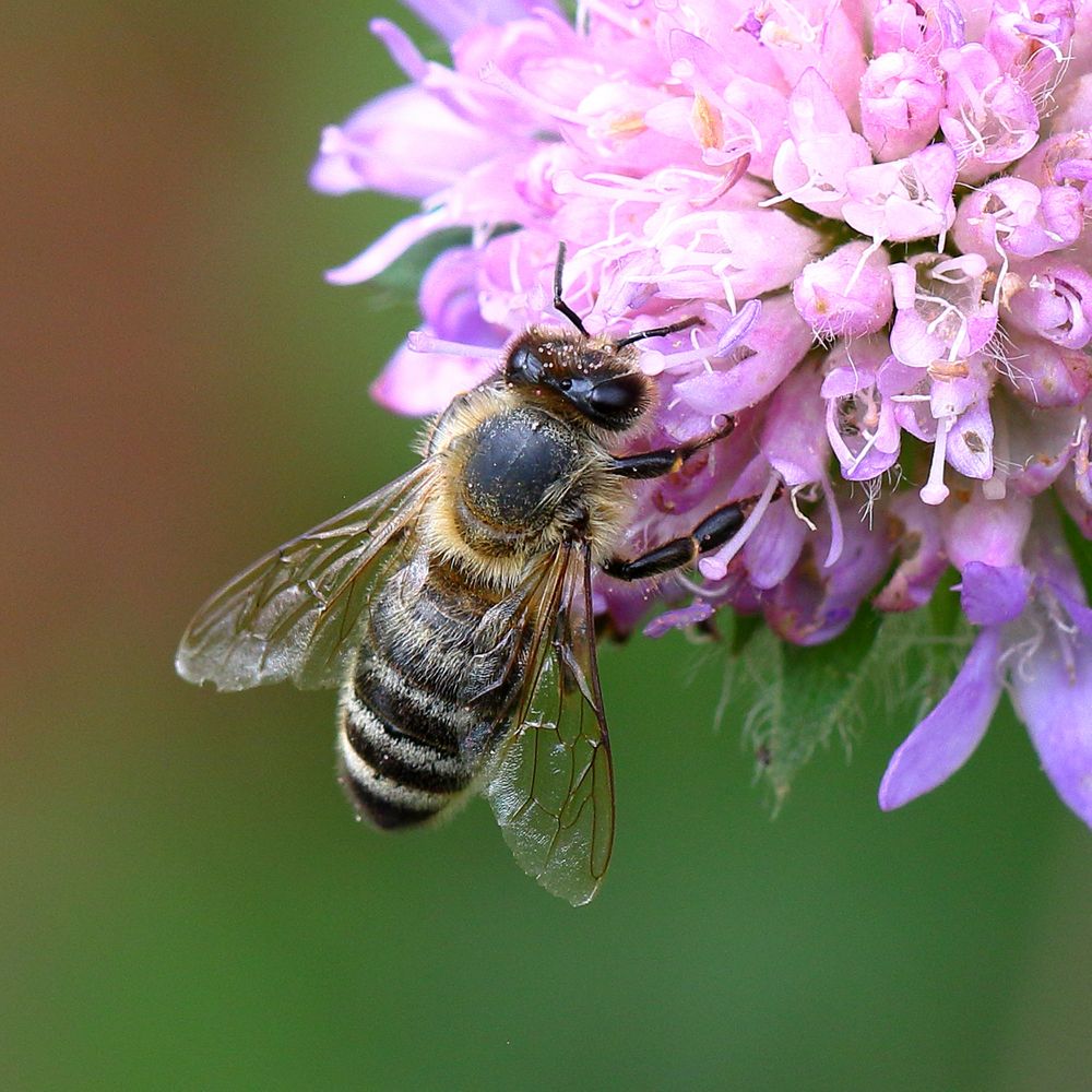 Biene auf der Wiese Foto & Bild | tiere, wildlife, insekten Bilder auf ...