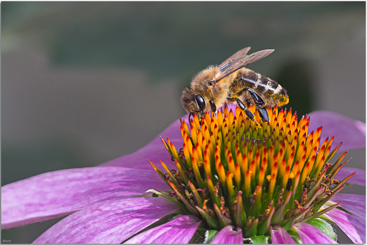 Biene auf Foto & Bild | tiere, wildlife, insekten Bilder auf fotocommunity