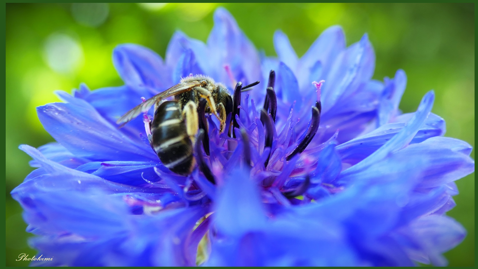 Biene auf Kornblume Foto & Bild | spezial, natur, pflanzen Bilder auf ...