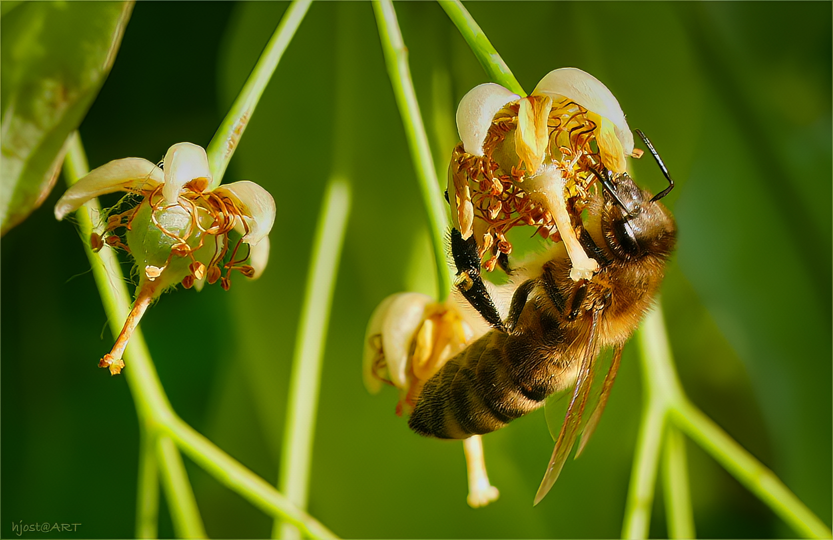 Biene auf Lindenblüte ... Foto & Bild | fotos, spezial, sommer Bilder ...
