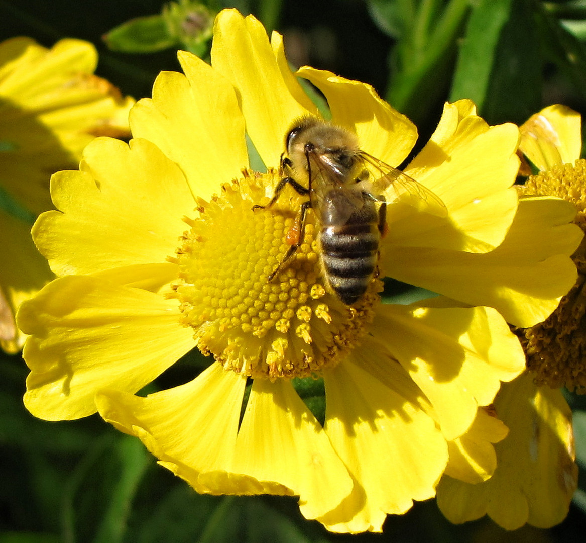 Biene auf Suche Foto & Bild | tiere, wildlife, insekten Bilder auf ...