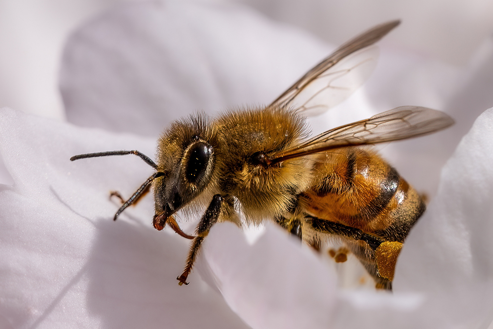 Biene Auge in Auge Foto & Bild | tiere, wildlife, insekten Bilder auf ...