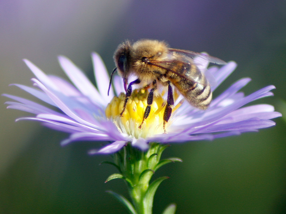 Biene Foto & Bild | tiere, natur Bilder auf fotocommunity