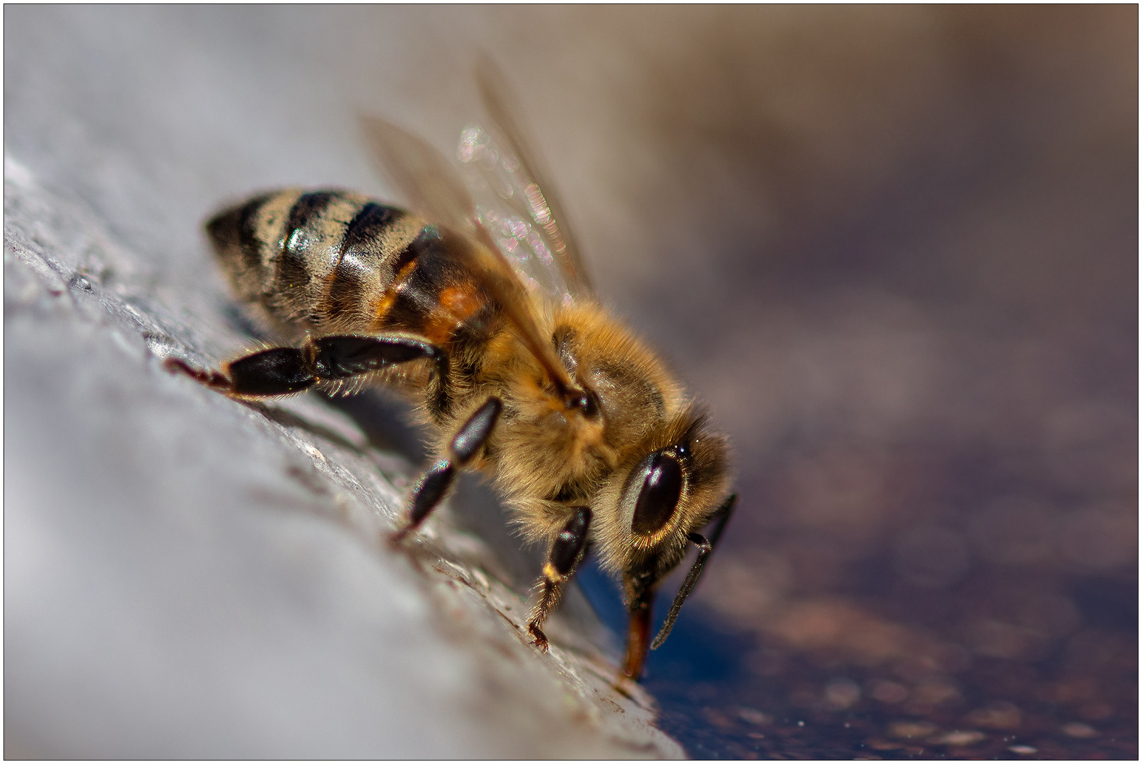 Biene Foto & Bild | tiere, wildlife, insekten Bilder auf fotocommunity