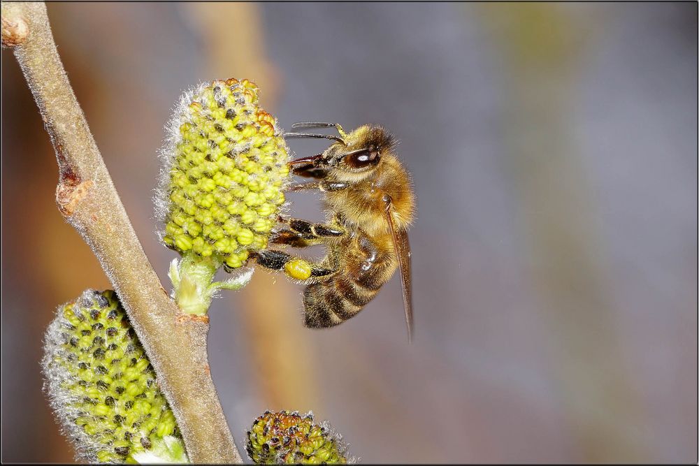 Biene bei der Arbeit Foto & Bild | wald, makro, wiese Bilder auf ...