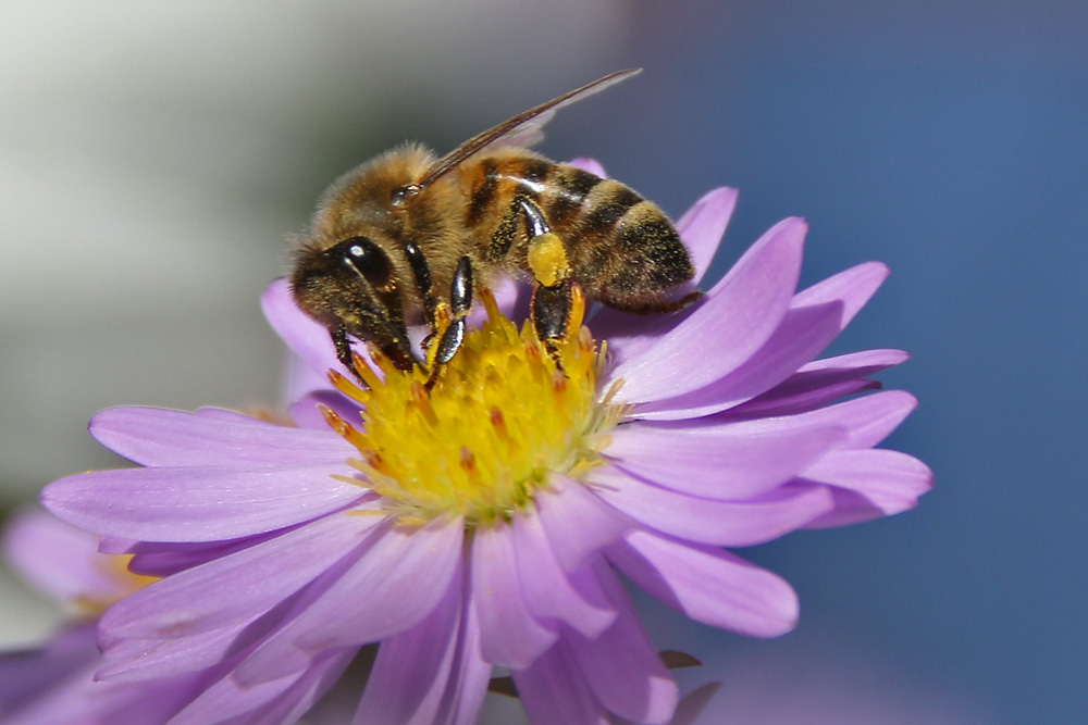 Biene bei der Nahrungsaufnahme Foto & Bild | tiere, wildlife, insekten ...