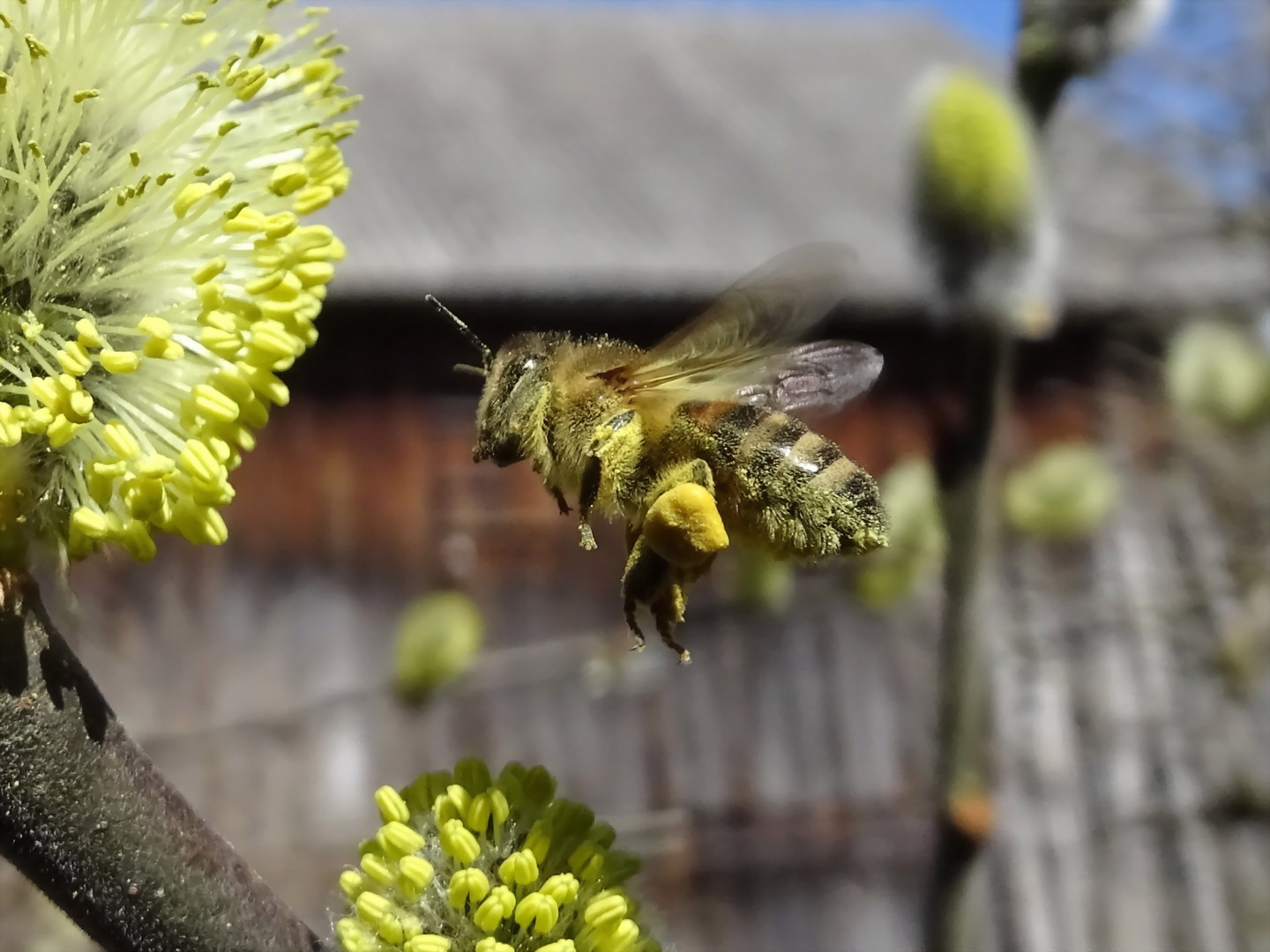 Biene beim Honig sammeln. Foto & Bild | tiere, wildlife, insekten ...