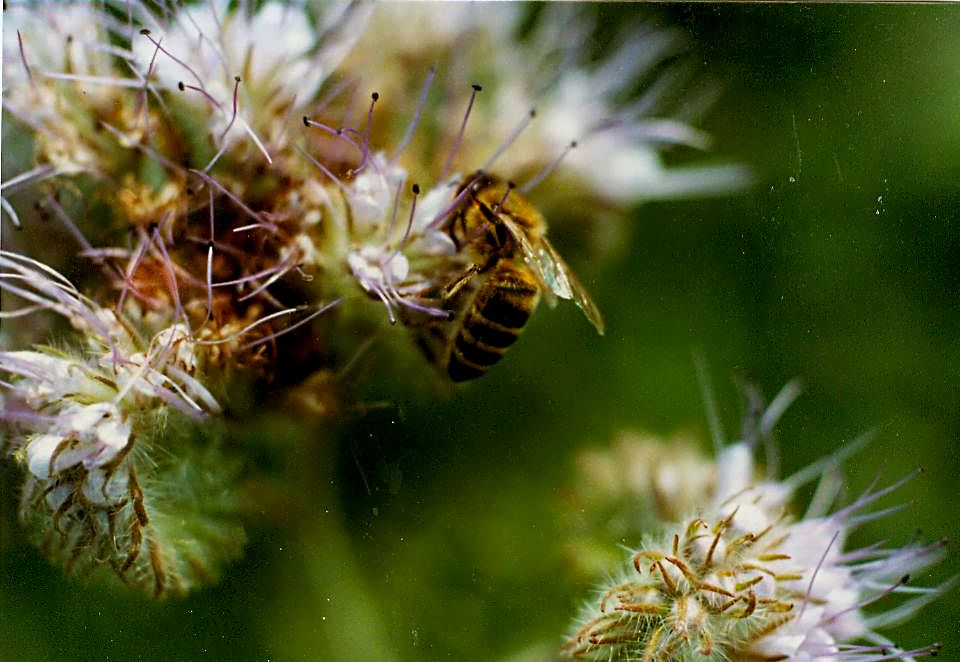 Biene beim Nektarholen ... Foto & Bild | tiere, wildlife, insekten ...