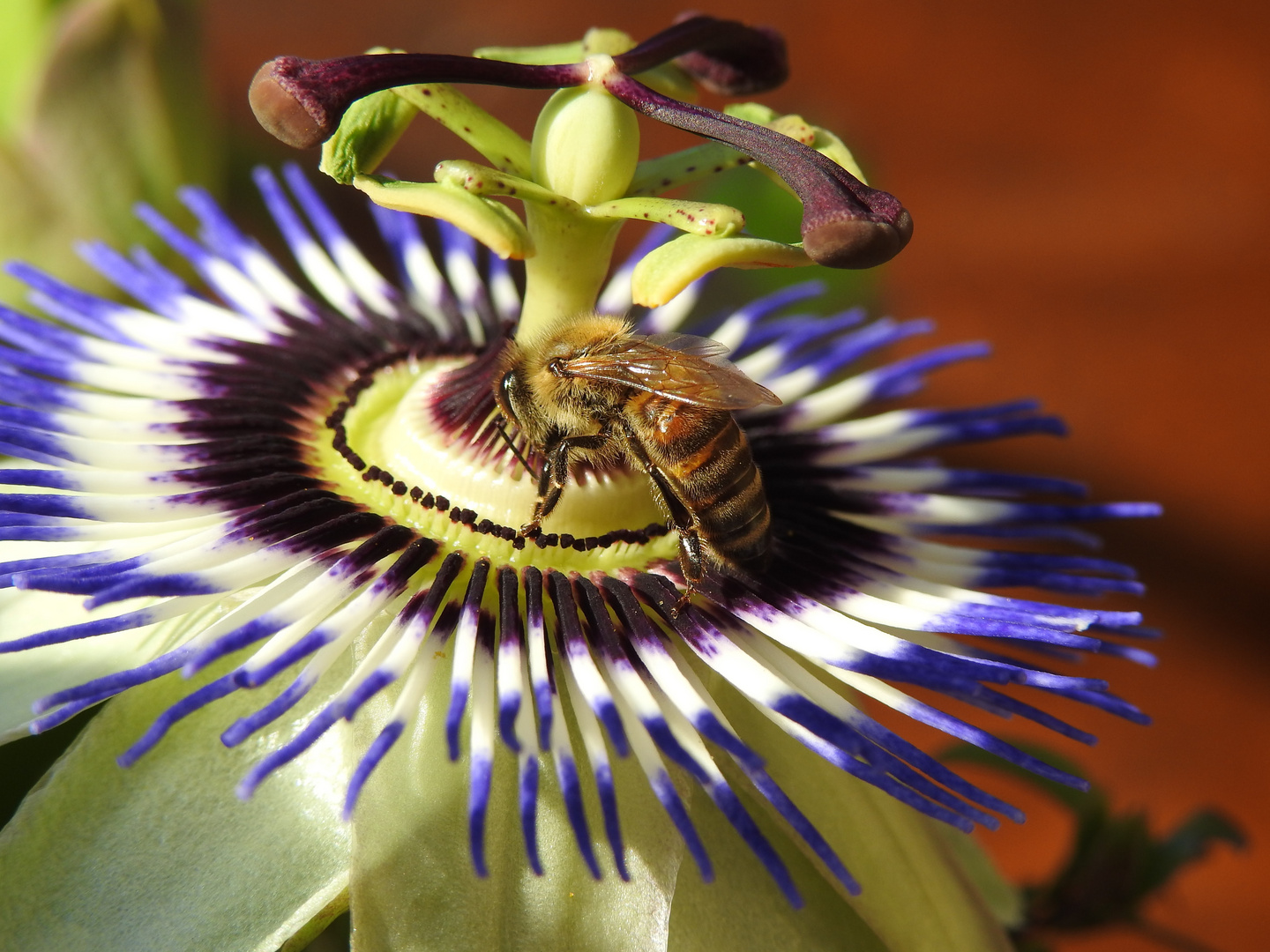Biene Foto & Bild | fotos, makro, natur Bilder auf fotocommunity