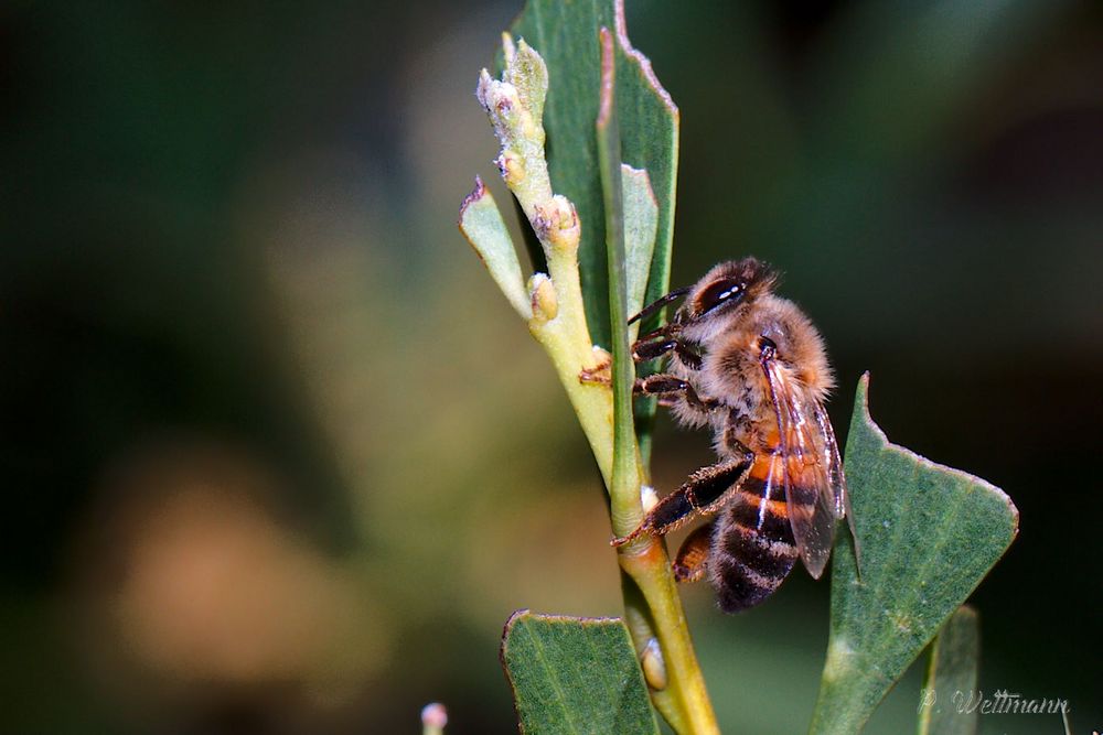 Biene Foto & Bild | natur, insekten, tiere Bilder auf fotocommunity