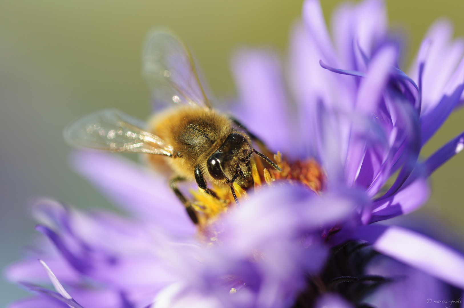 Biene Foto & Bild | natur-makros, natur-kreativ, aufnahmetechniken ...