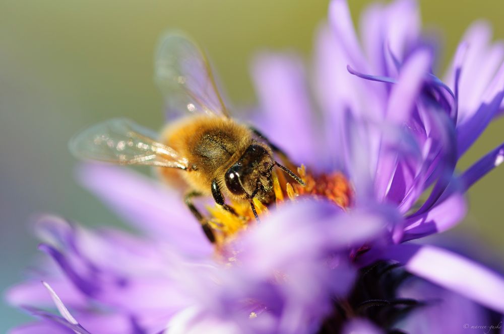 Biene Foto & Bild | natur-makros, natur-kreativ, aufnahmetechniken ...