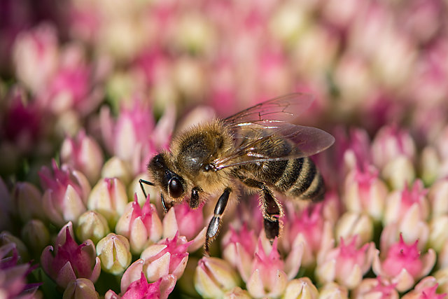 Biene Foto & Bild | tiere, insekten, biene Bilder auf fotocommunity