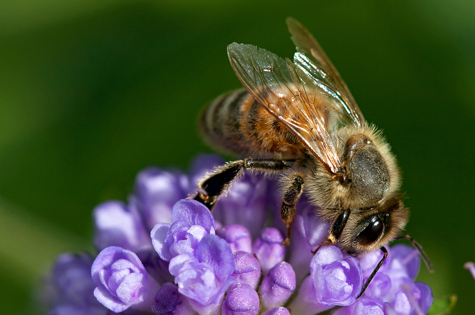 Biene Foto & Bild | tiere, wildlife, insekten Bilder auf fotocommunity