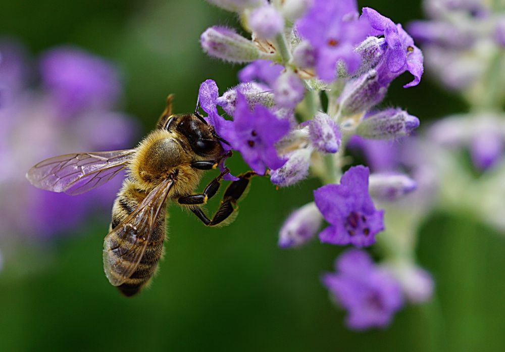 Biene Foto & Bild | Bilder auf fotocommunity