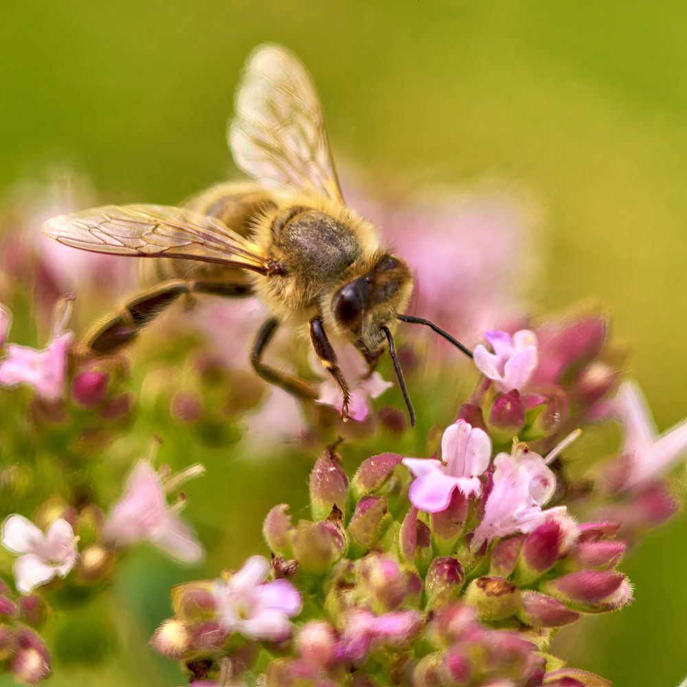 Biene Foto & Bild | spezial, makro, natur Bilder auf fotocommunity