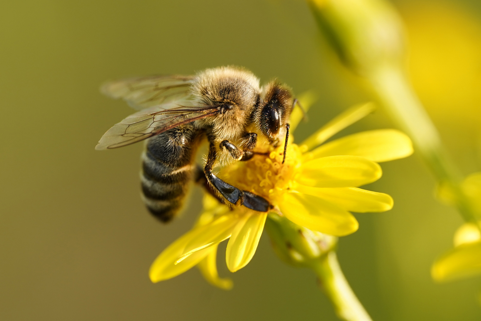 Biene Foto & Bild | tiere, wildlife, insekten Bilder auf fotocommunity