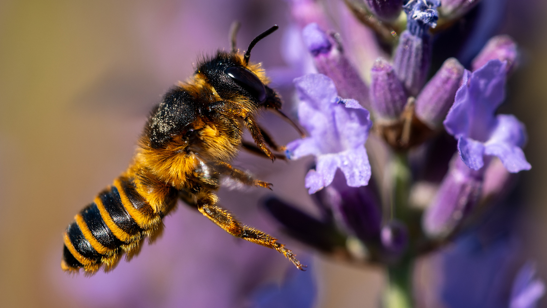 Biene... Foto & Bild | makro, natur, blüte Bilder auf fotocommunity