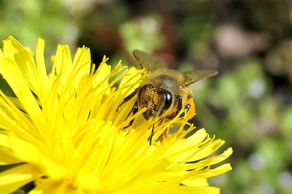 Biene frontal Foto & Bild | makro, insekten, tiere Bilder auf fotocommunity