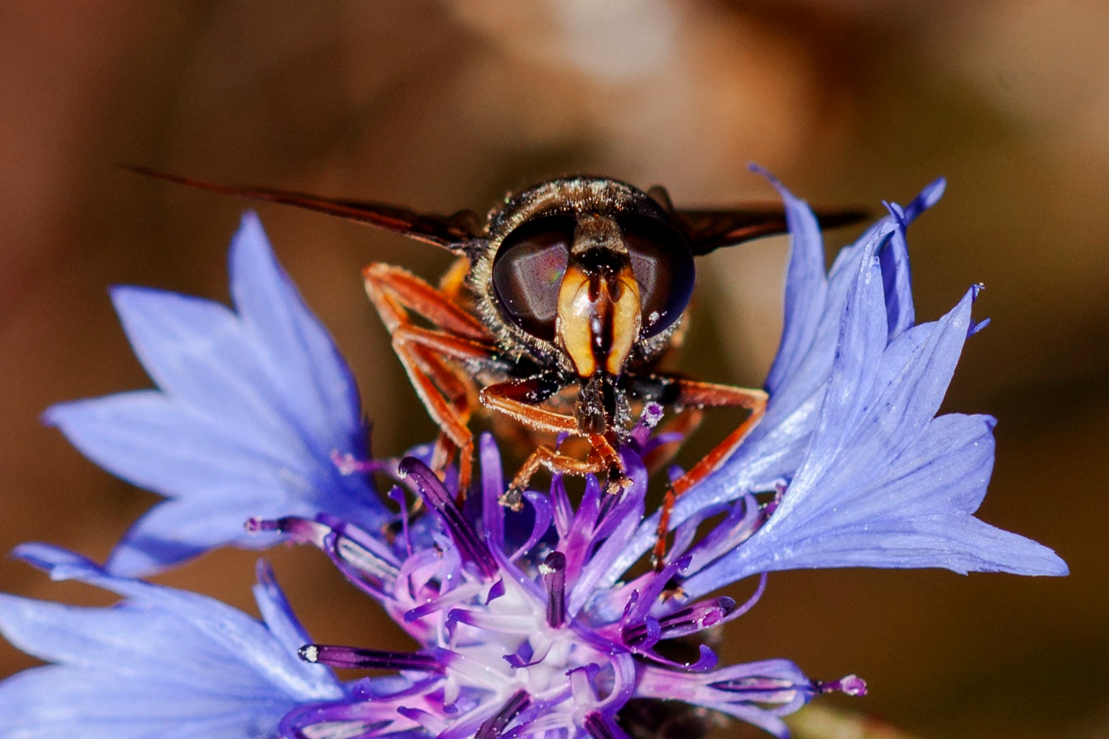 Biene frontal Foto & Bild | tiere, wildlife, insekten Bilder auf ...