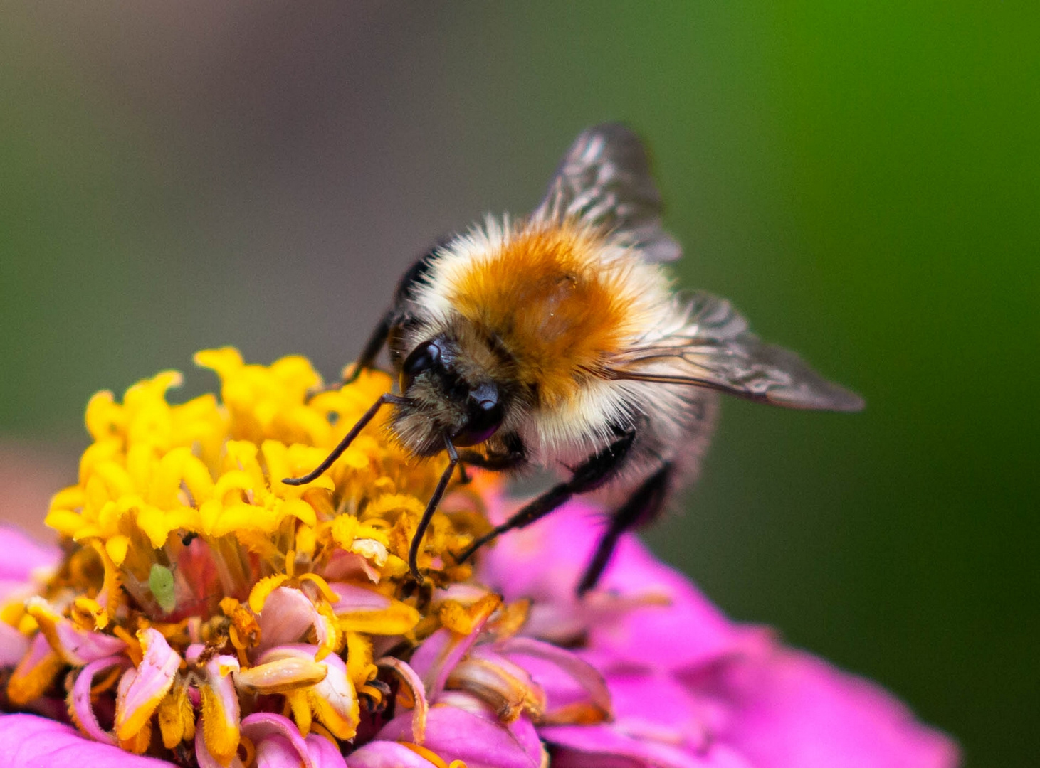 Biene / Hummel 2 Foto & Bild | tiere, wildlife, insekten Bilder auf ...