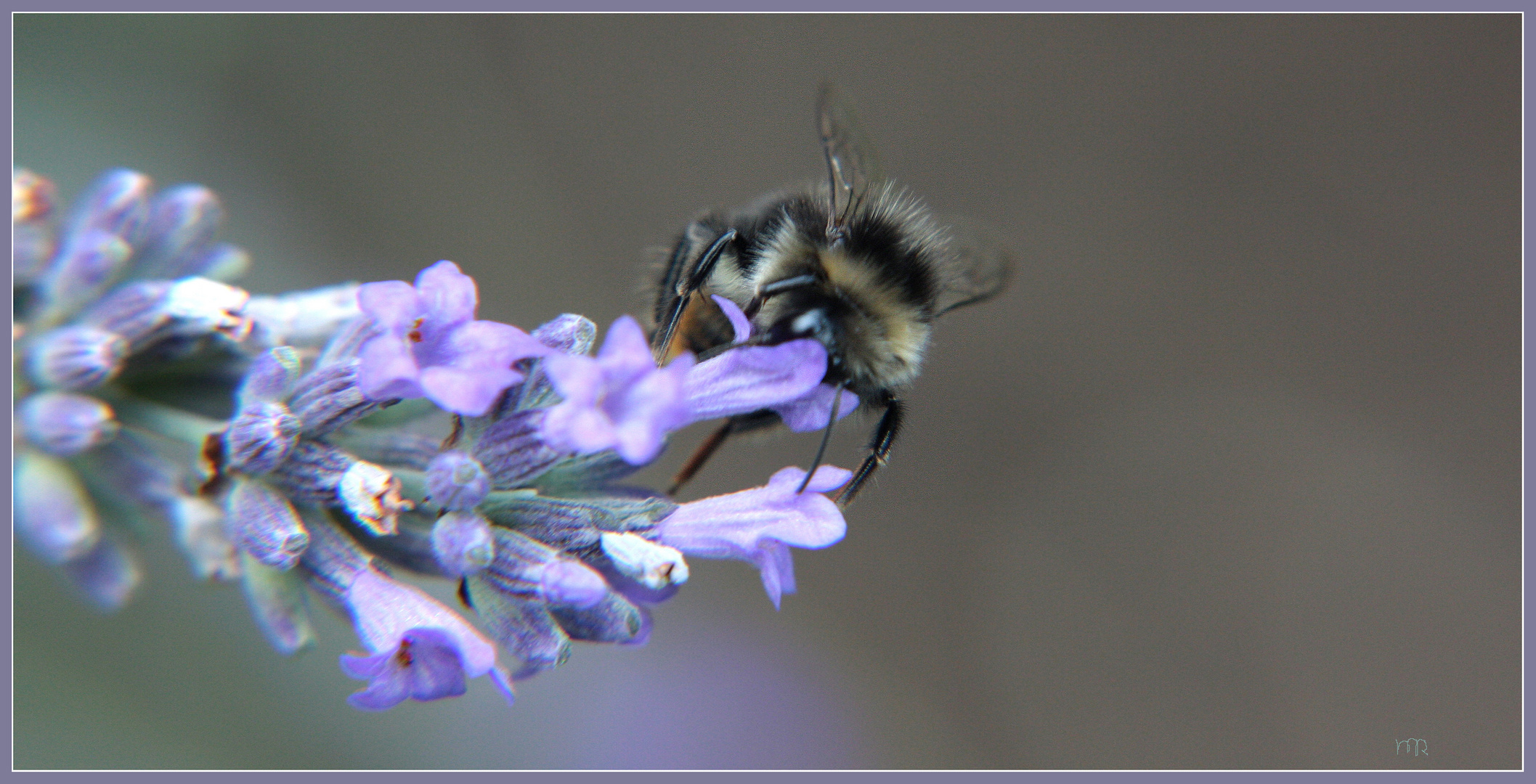 Biene / Hummel an Lavendelblüten Foto & Bild | tiere, wildlife ...
