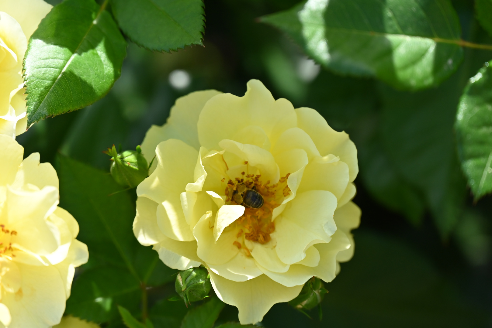 Biene /Hummel in Blüte Foto & Bild | tiere, insekten, natur Bilder auf ...