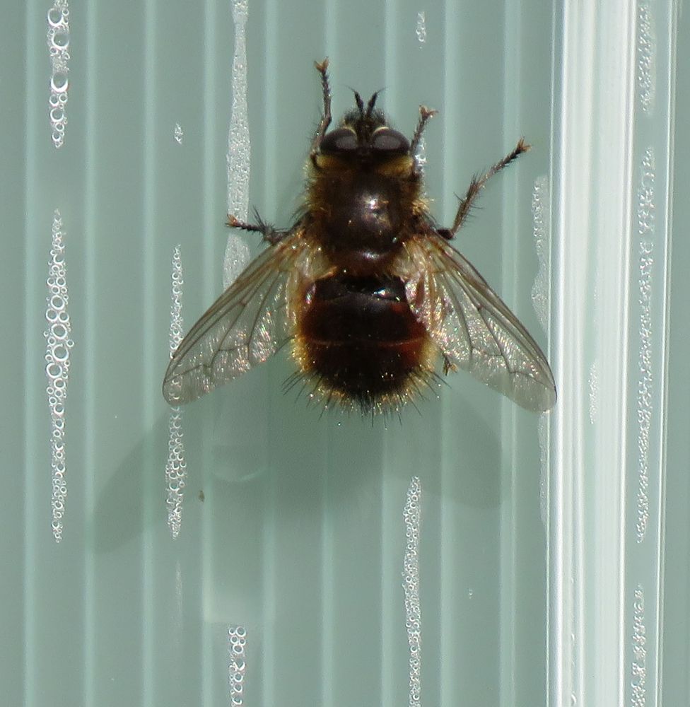 Biene, Hummel, .... ??? was genau ??? Foto & Bild | tiere, wildlife ...