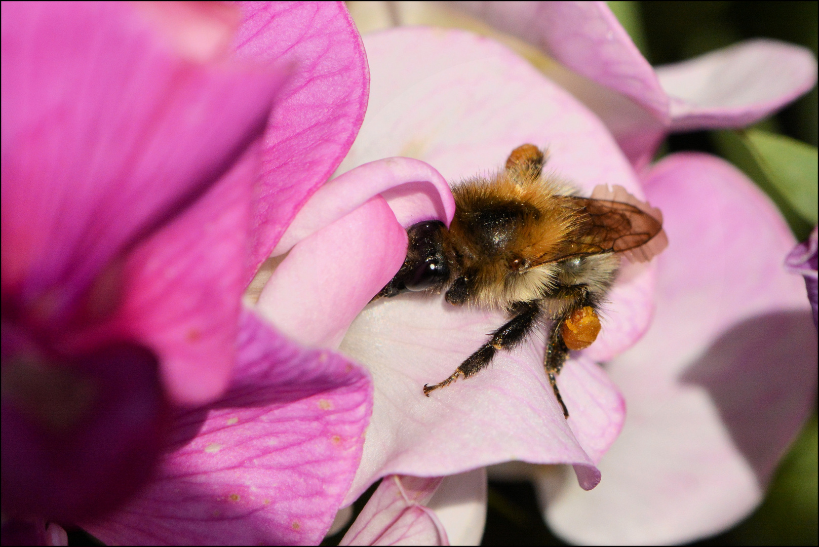 Biene I. Foto & Bild | natur, insekten, tiere Bilder auf fotocommunity