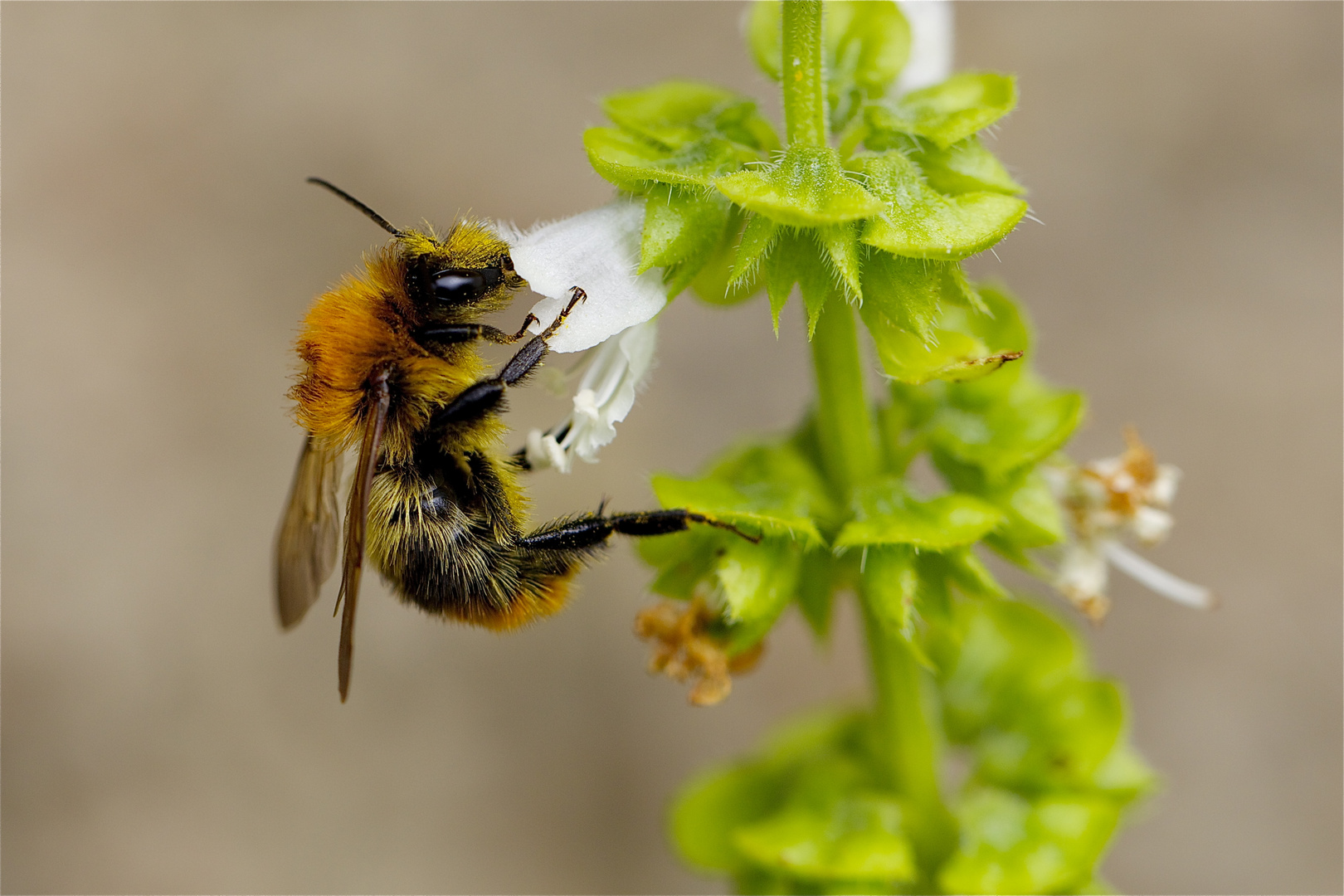Biene I. Foto & Bild | makros, natur Bilder auf fotocommunity