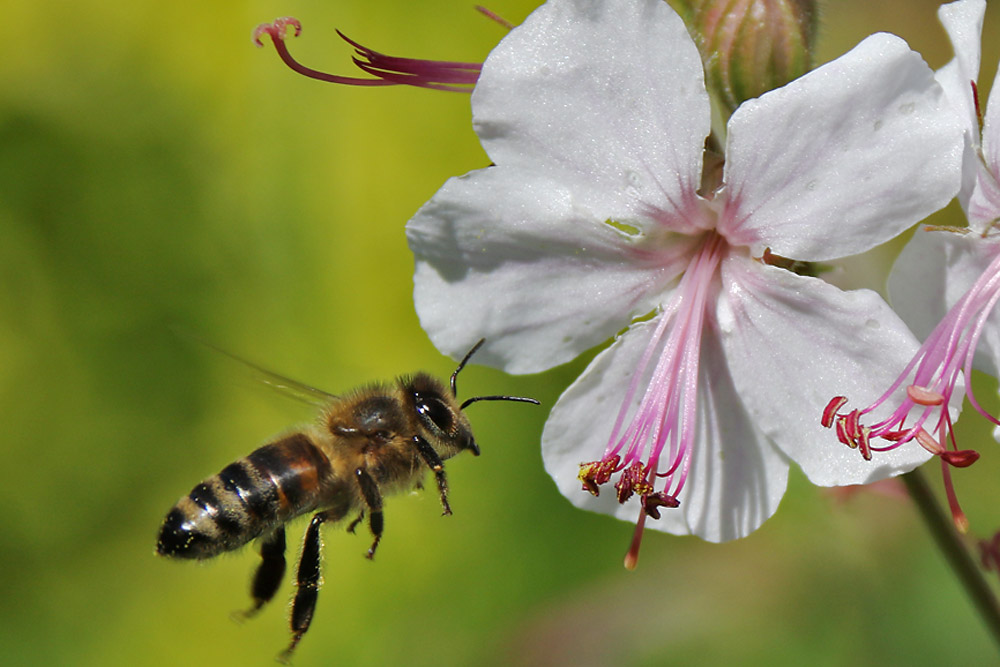 Biene im Anflug auf die Blüte Foto & Bild | tiere, wildlife, insekten ...