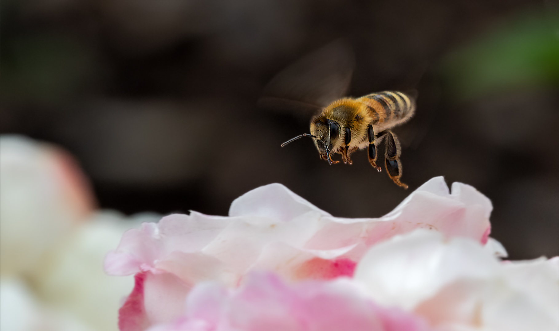 Biene im Flug 002 Foto & Bild | tiere, wildlife, insekten Bilder auf ...