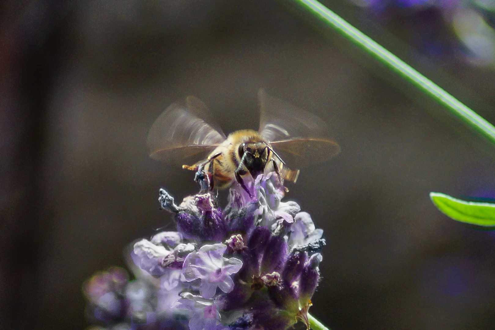 Biene im Flug Foto & Bild | tiere, natur Bilder auf fotocommunity