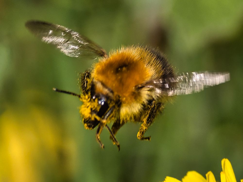 Biene im Flug Foto & Bild | natur, insekten, wildlife Bilder auf ...