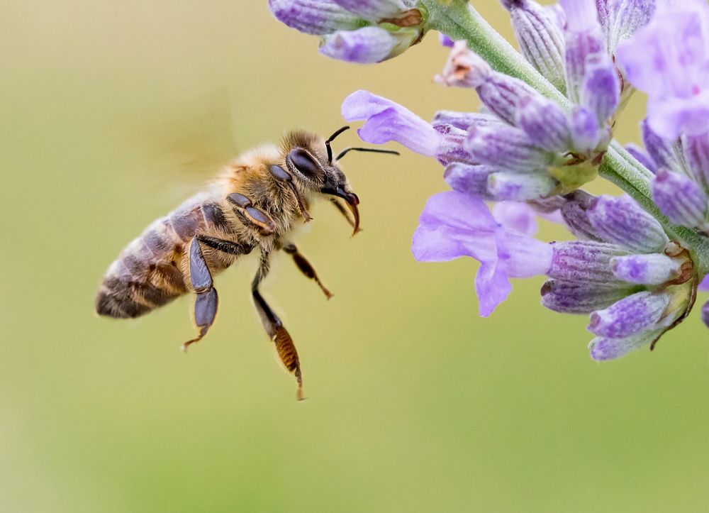 Biene im Flug Foto & Bild | makro, natur, pflanzen Bilder auf fotocommunity